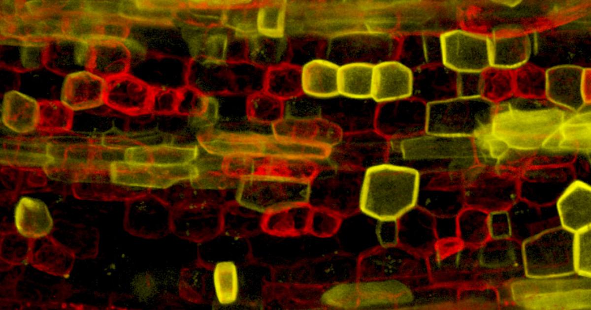 New Leica Stellaris 5 Confocal Microscope: Training Available | Center for Quantitative Life ...